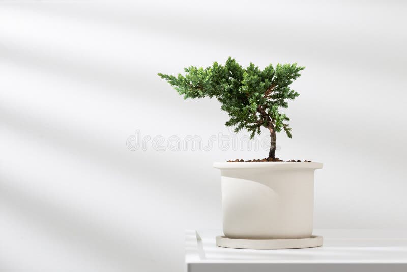 Juniperus stock image. Image of simple, juniperus, home - 267909261
