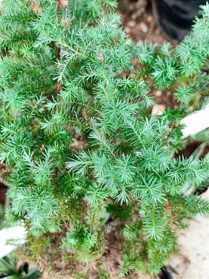 Juniperus Rigida stock image. Image of tall, juniperus - 316097523