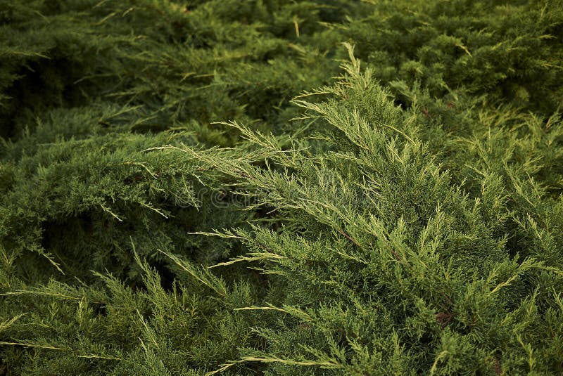 316 Sabina Leaf Photos - Free & Royalty-Free Stock Photos from Dreamstime