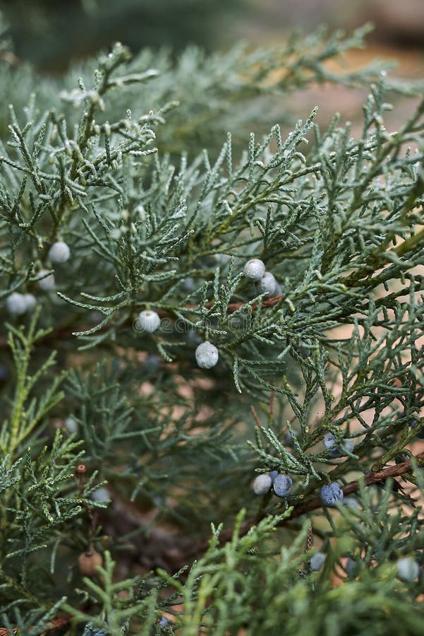 Juniperus Scopulorum the Rocky Mountain Juniper Plant Stock Photo ...