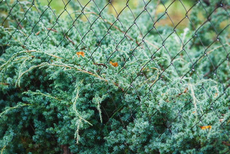 Juniperus Squamata Blue Swede Growing by Net Fence Stock Image - Image ...