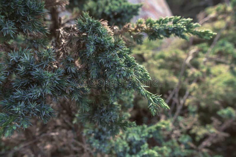 Juniperus Squamata Meyeri of Cupressaceae Family Stock Photo - Image of ...