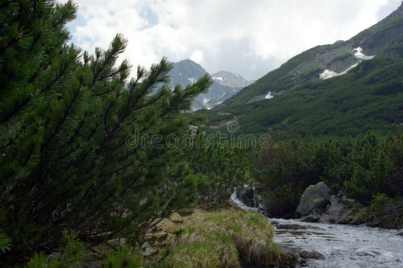 Juniperus and stream stock photo. Image of grass, vegetation - 8427624