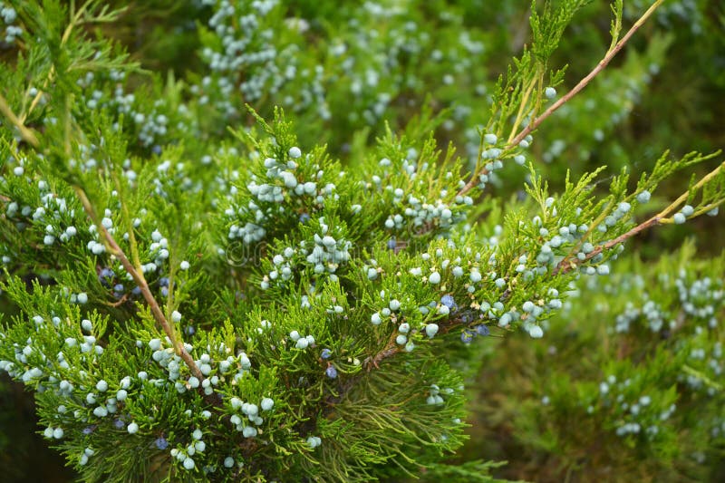 Juniperus Virginiana Foliage and Mature Cones. Eastern Red Cedar ...