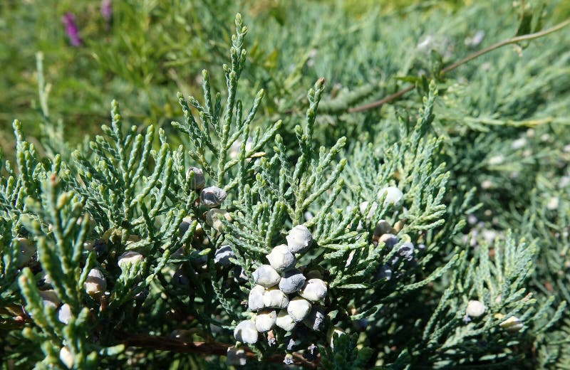 Juniperus virginica plant stock image. Image of forest - 366783989