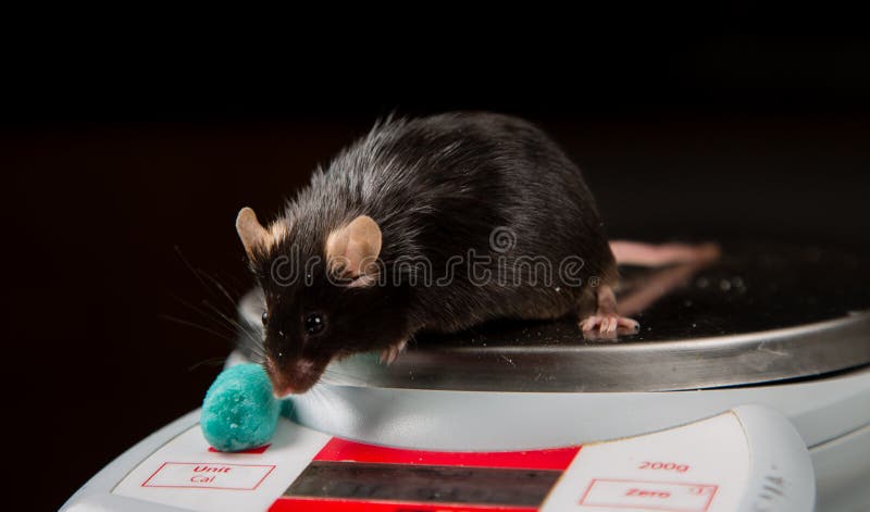 113 Lean Mouse Stock Photos - Free & Royalty-Free Stock Photos from ...