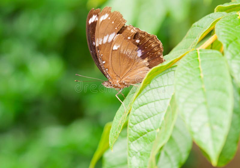 Junonia Orithya Wallacei (Blue Pansy) Female Stock Image - Image of ...