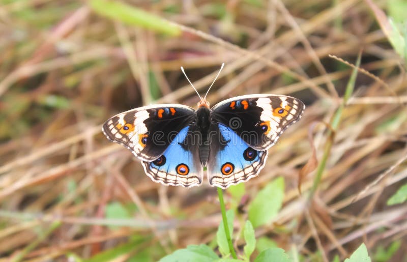 Junonia Orithya Butterfly Perched Grass Stock Photos - Free & Royalty ...