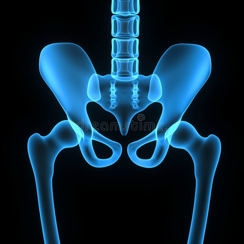 Cadera/isquion/pubis/sacro/Ilium - Huesos De La Anatomía Stock de ...