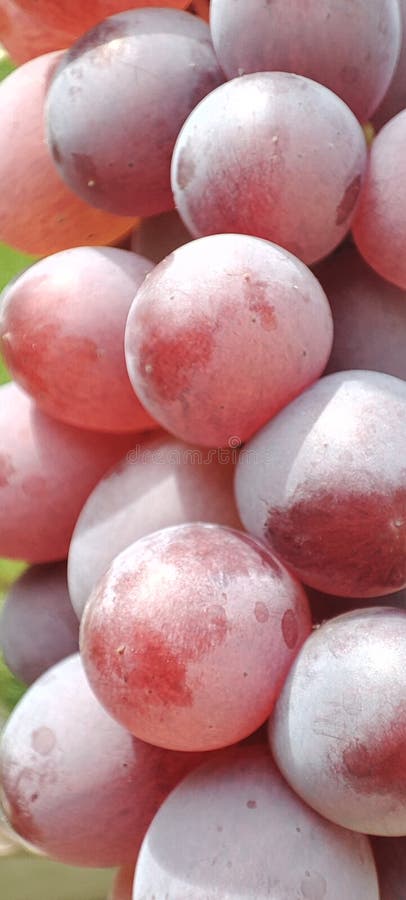 Jupiter grape stock photo. Image of jupiter, fruit, grape - 266678848