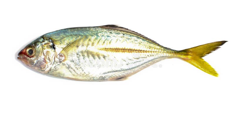 Jureles Aislados En El Fondo Blanco Foto de archivo - Imagen de salino ...