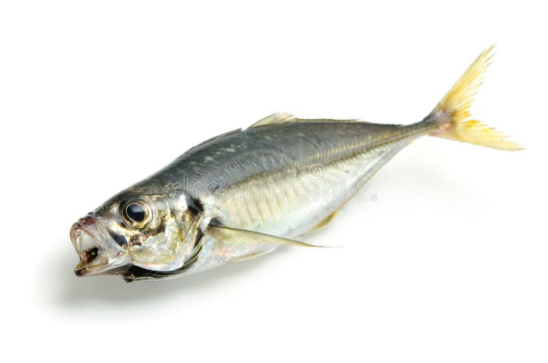 Jurel Fresco Sobre Fondo Blanco Imagen de archivo - Imagen de tiro ...