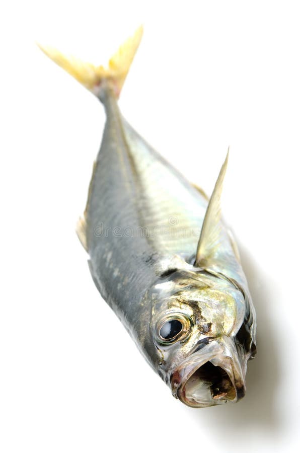 Jureles frescos imagen de archivo. Imagen de alimento - 22524757