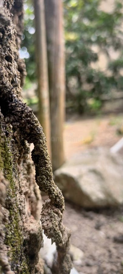 Just an Ant Nest Attached To the Wall and Photographed from a Good ...