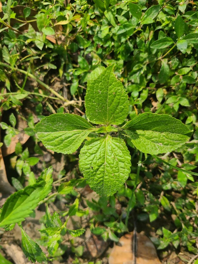 Just a Baby Tree with Small Leaf Stock Image - Image of tree, baby ...