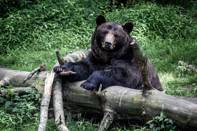 Just a bear stock image. Image of predator, mammal, forest - 153375461