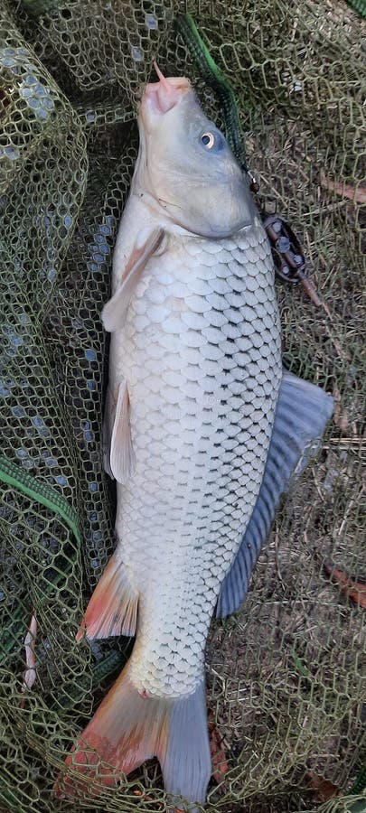 Just a beautiful carp fish stock image. Image of animal - 240627735