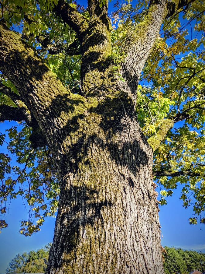 Just a beautiful Tree stock image. Image of great, nature - 175244311