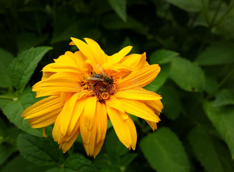 Little worker stock photo. Image of yellow, nature, flower - 129422216