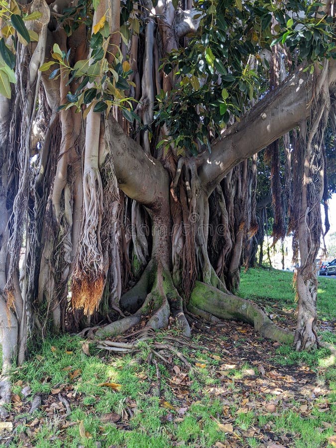 Just a big ole tree see stock photo. Image of tree - 251364482