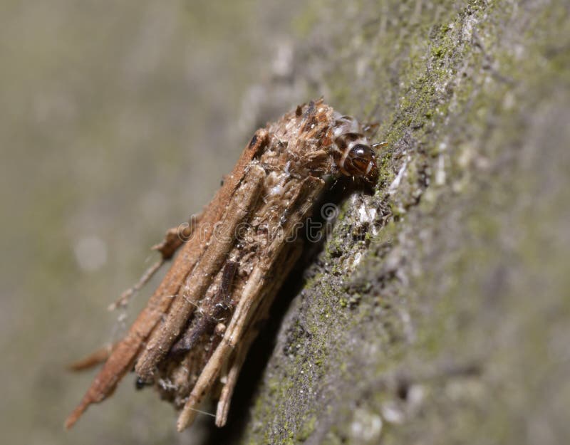 Brown bug larva stock photo. Image of animal, insect - 102875408