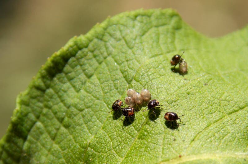Just born bugs stock image. Image of nature, plant, green - 99822763