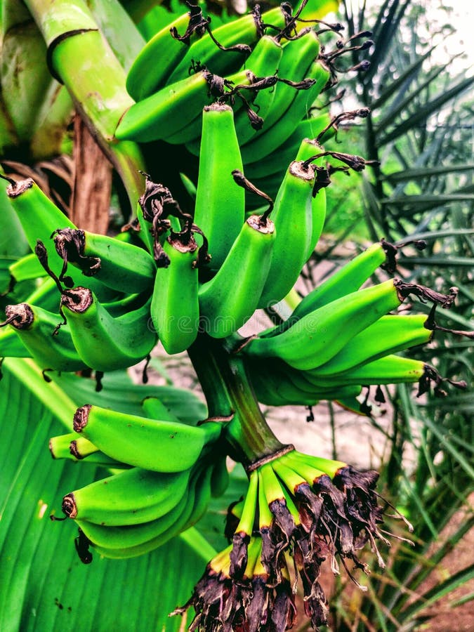 The Just Born Green Bananas of the Tree Resembling the Greenery Stock ...