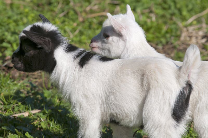 Baby Goat Newborn Suckling Milk from Mother Stock Photo - Image of goat ...