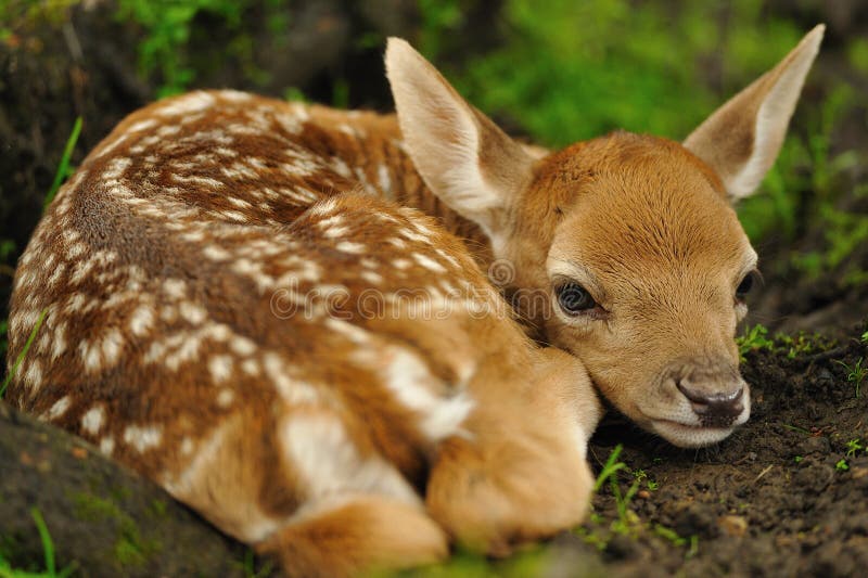 Cute Fallow Deer Fawn. Close-up Baby Animal. Adorable Newborn Fawn ...