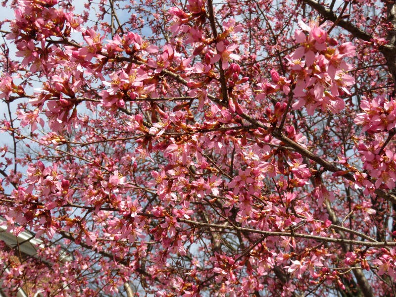 Just Came into Bloom stock image. Image of petals, bloom - 142018389