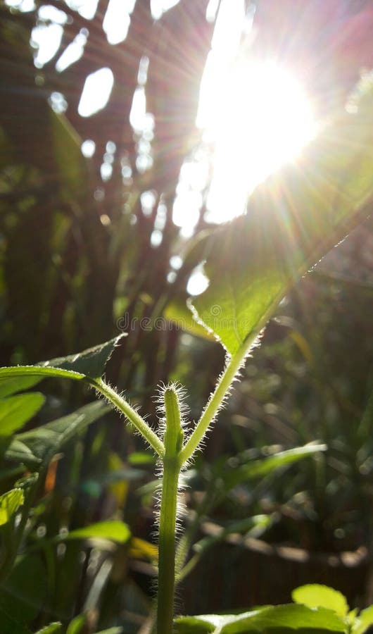 Just carrying sun stock photo. Image of nature, plant - 164937160