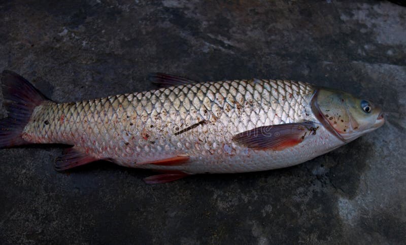 A Just Caught Grass Carp Fish Lying on a Polished Concrete Surface ...
