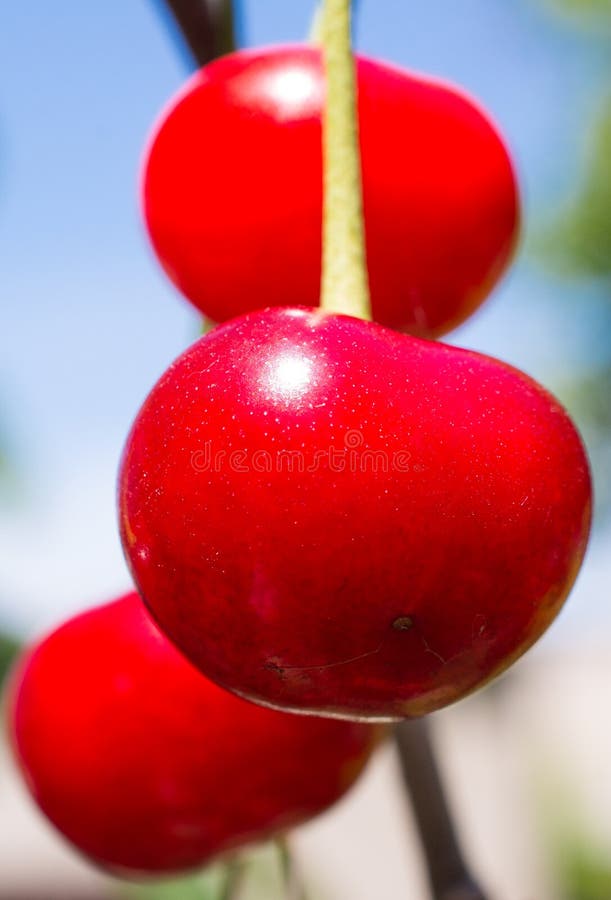 Just a cherry stock image. Image of summer, sunlight - 57312409