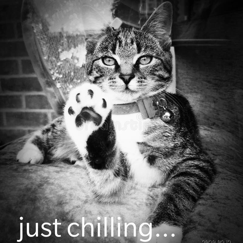 Just chilling .. stock photo. Image of poster, white - 225736682