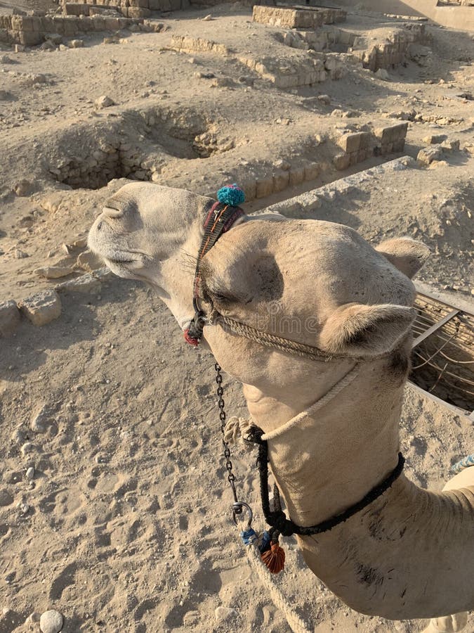 Chilling camel stock image. Image of mammal, wildlife - 258220125