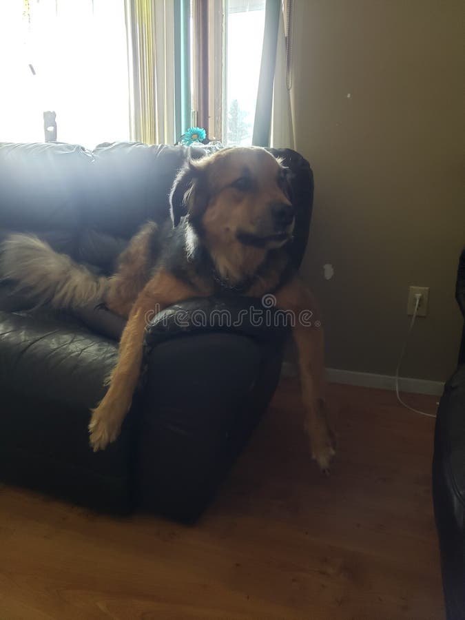 Dog Chillin Couch Stock Photos - Free & Royalty-Free Stock Photos from ...