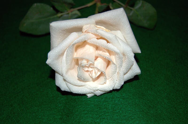 Solarized Color Love Stock Photos - Free & Royalty-Free Stock Photos ...