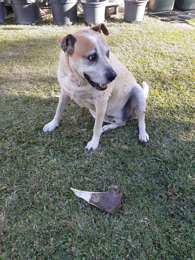 Just a dog and his bone stock image. Image of woof, bone - 267462865
