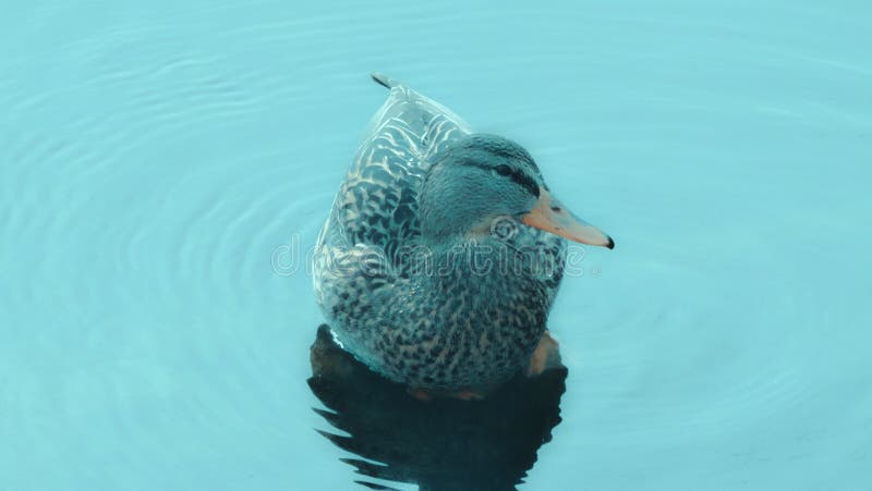 Just a duck stock image. Image of wave, waterfowl, green - 202555771