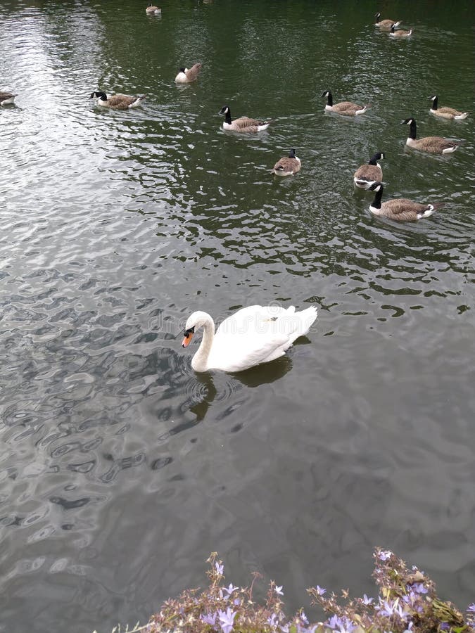 Just a ducks stock photo. Image of water, waterbird - 251073442
