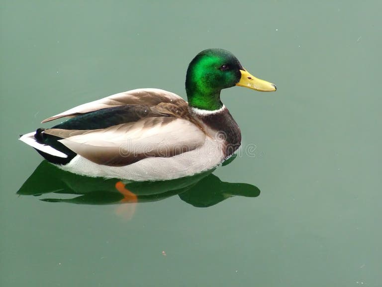 Just Ducky stock image. Image of mallard, duck, spring - 109113