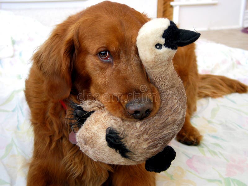 Just Ducky stock image. Image of duck, canine, funny, play - 45315