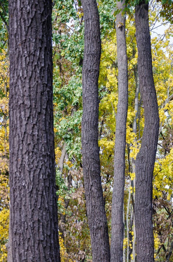 Just Few Trees are Not Forest yet. Stock Image - Image of stem, green ...