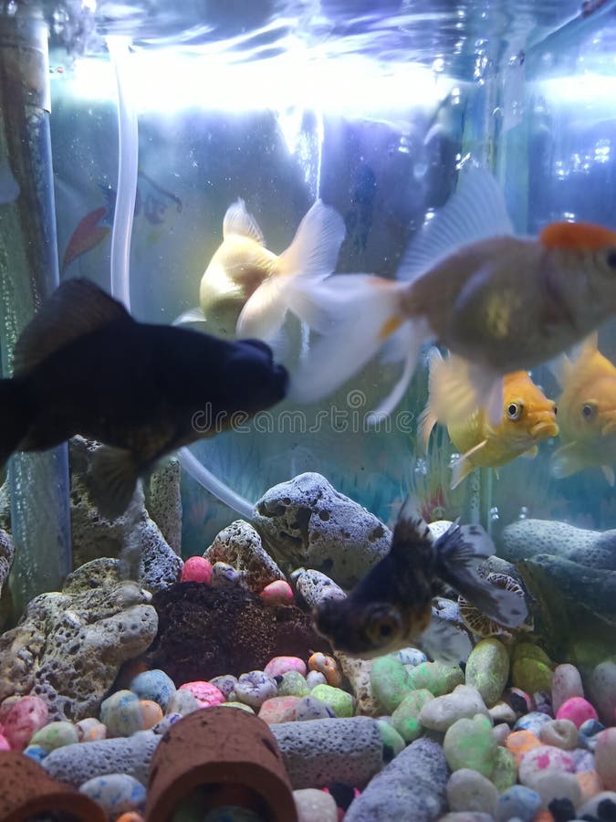 Just fish stock image. Image of entertaiment, fish, cute - 268396601