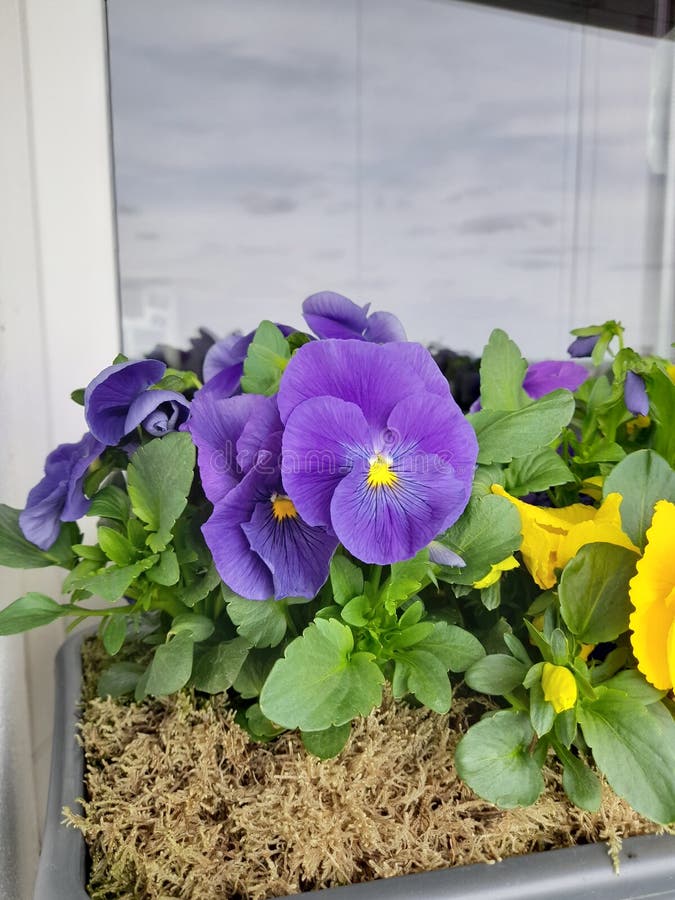 Just Flower stock photo. Image of light, spring, flowers - 244612556