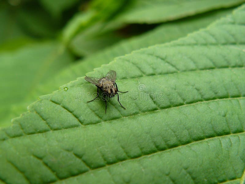 Just fly stock image. Image of happy, plant, animal, close - 7234035