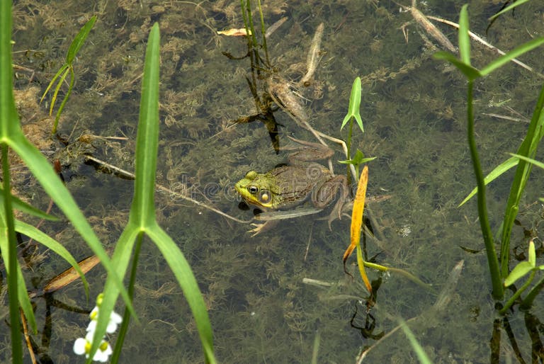 Just a frog in the pond stock image. Image of wildlife - 74926663