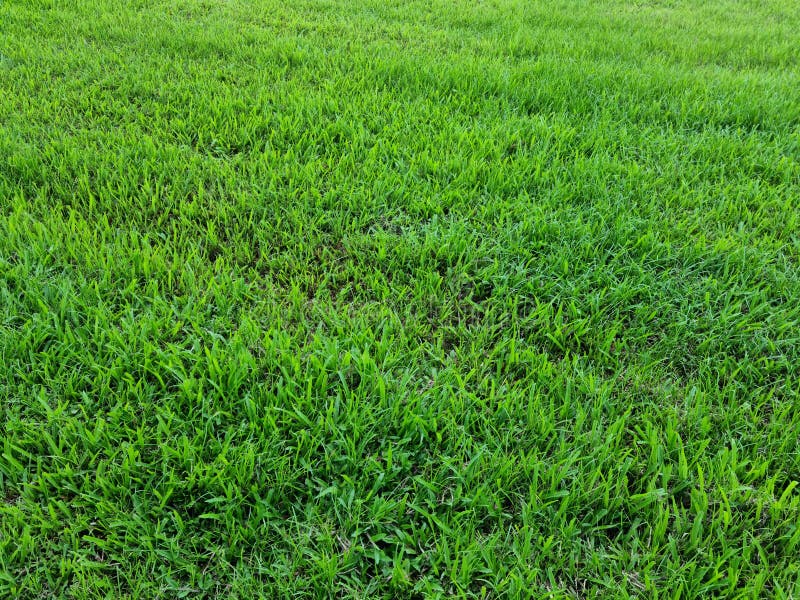 Just green grass stock image. Image of green, lawn, shrub - 249635527