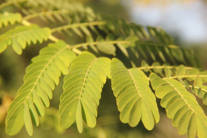 Just grow tender leaves stock photo. Image of garden - 48255488