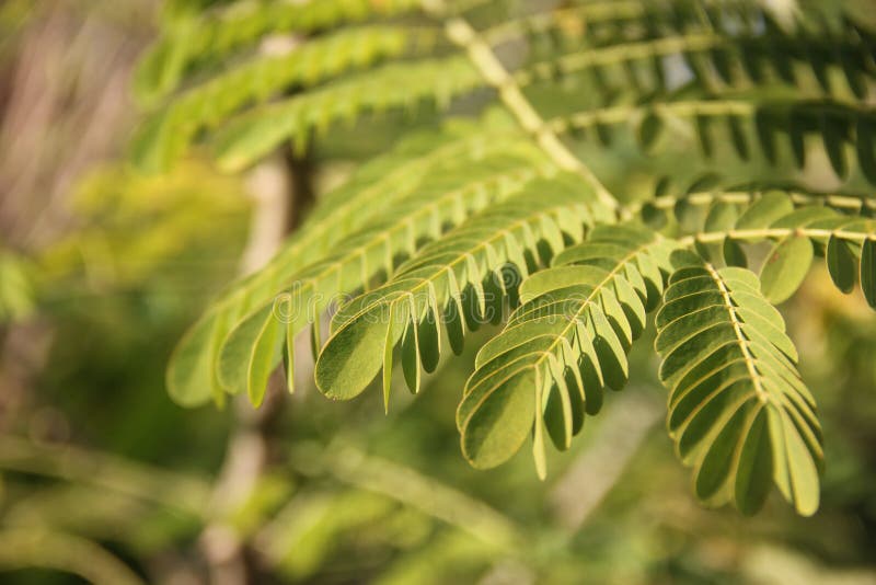 Just grow tender leaves stock image. Image of branches - 48255603